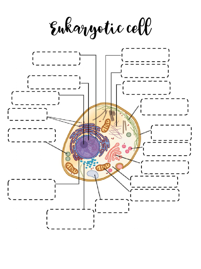 Eukaryotic Cell | PDF
