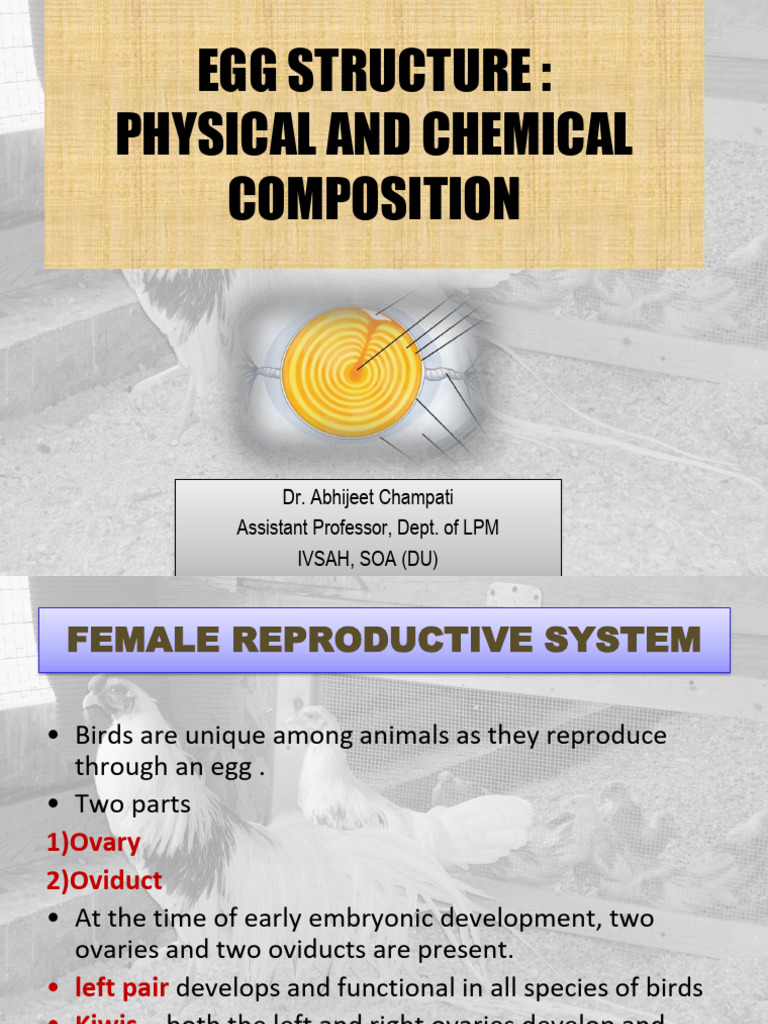 Egg Structure and Composition Overview | PDF | Yolk | Reproductive System