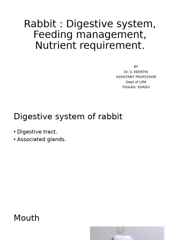 Rabbit - Digestive System and Feeding | PDF | Gastrointestinal Tract ...