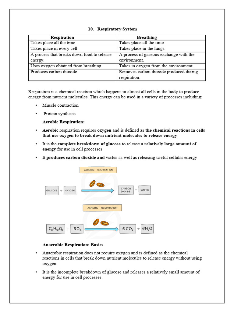 Understanding Respiration Processes | PDF | Cellular Respiration ...