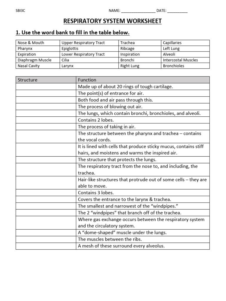 Respiratory System Overview Worksheet | PDF | Respiratory Tract | Lung