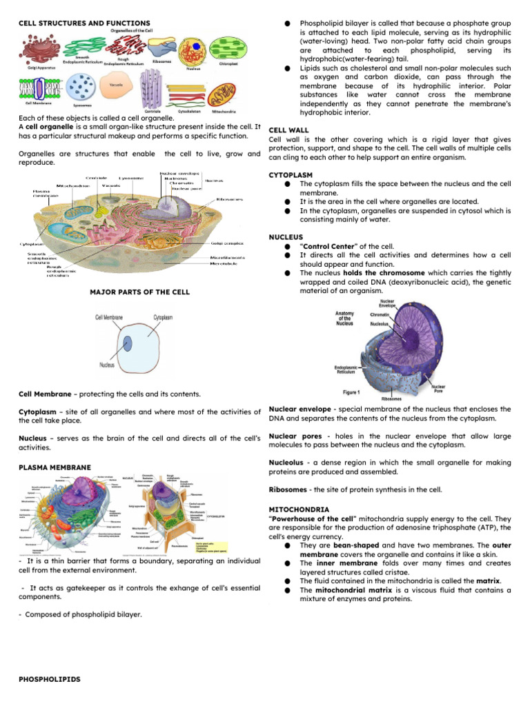 l2 _ Cell Structure and Functions | PDF | Cell (Biology) | Cell Membrane