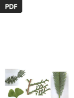 Formas de Limbo Foliar | PDF | Folha | Áreas da Botânica