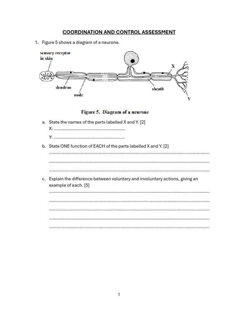 Coordination and Control in Human Physiology | PDF | Nerve | Endocrine ...