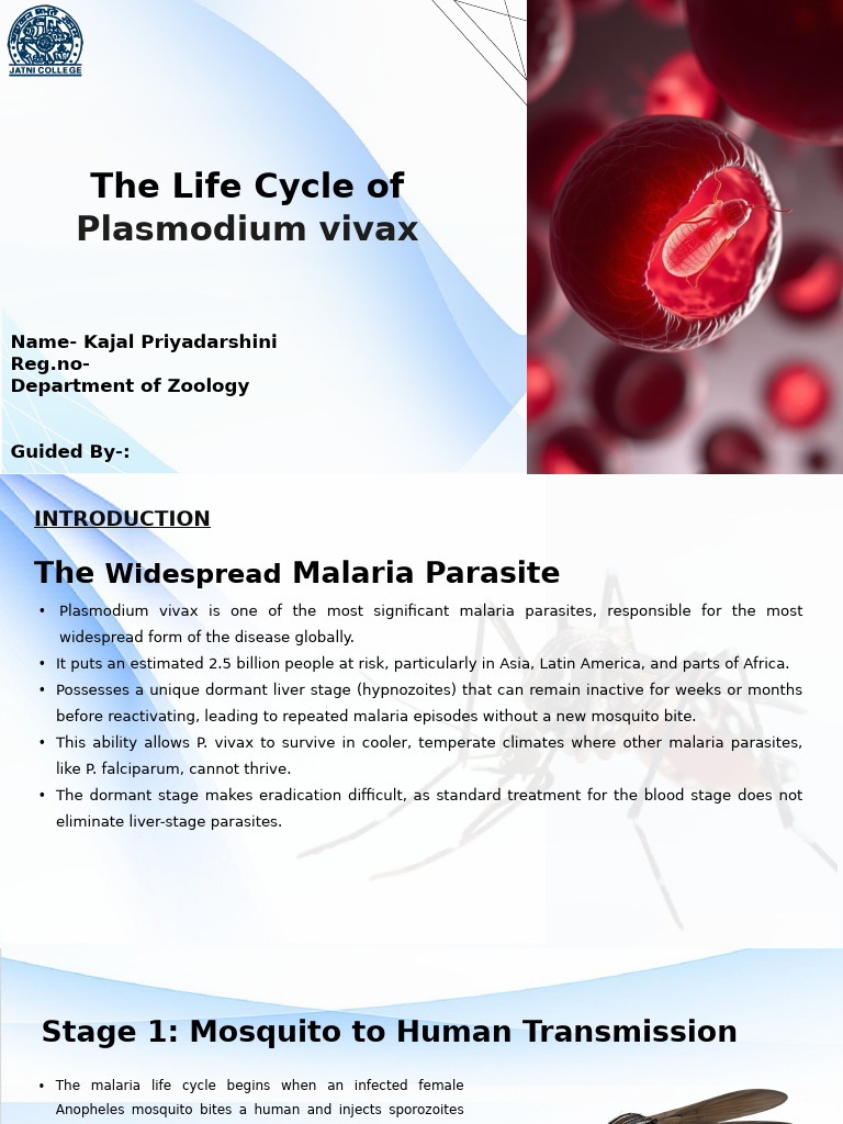 Life Cycle of Plasmodium vivax Explained | PDF | Malaria | Plasmodium