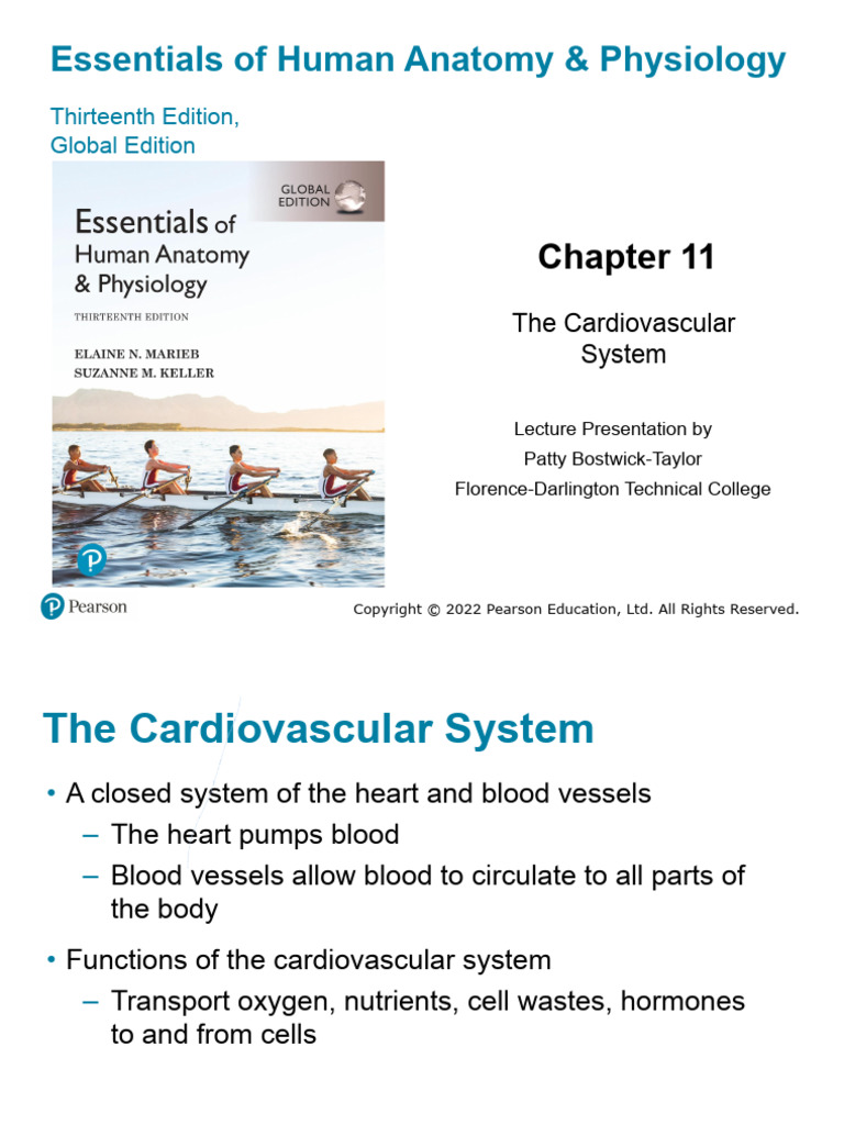 Cardiovascular System Overview | PDF | Heart Valve | Diastole