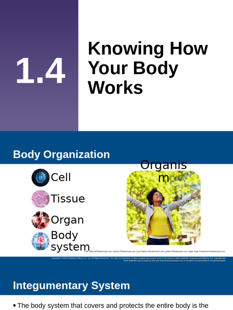 Knowing How Your Body Works | PDF | Circulatory System | Blood