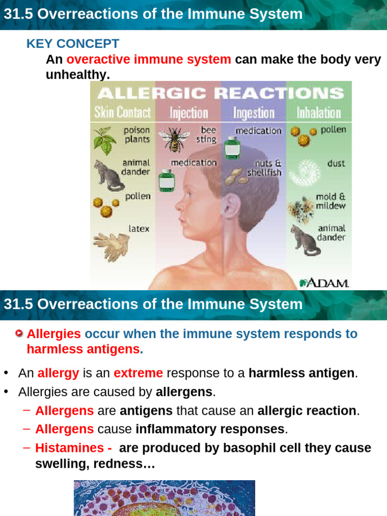 Immune System Overreactions Explained | PDF