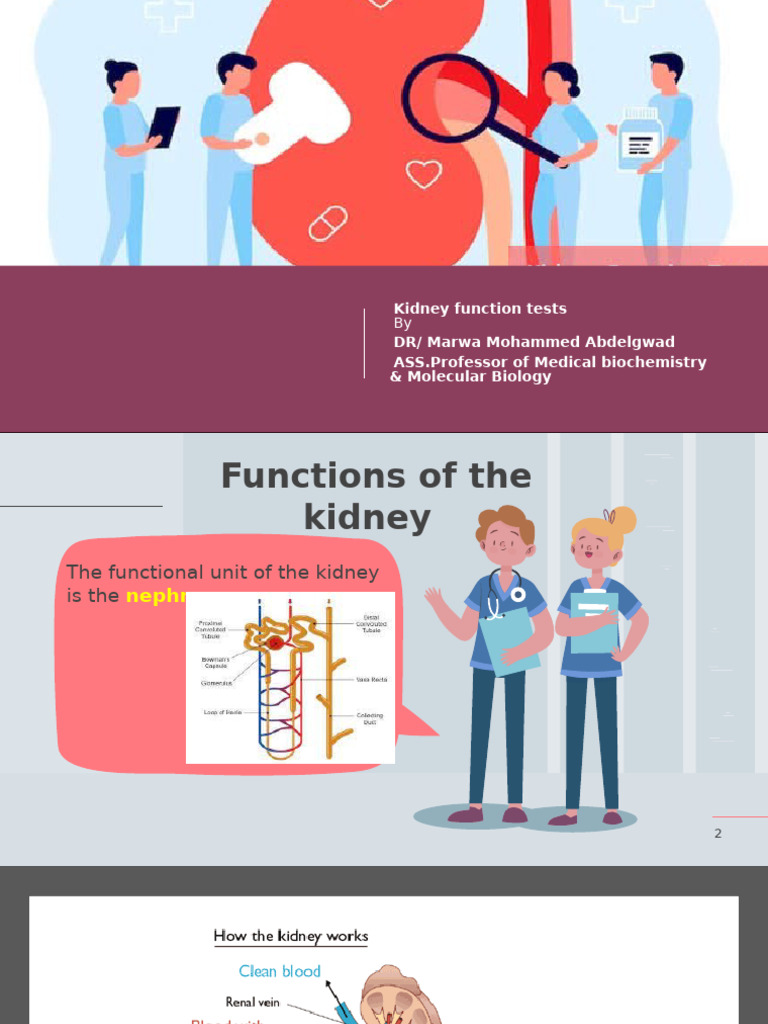 Comprehensive Kidney Function Tests Guide | PDF | Creatinine | Kidney