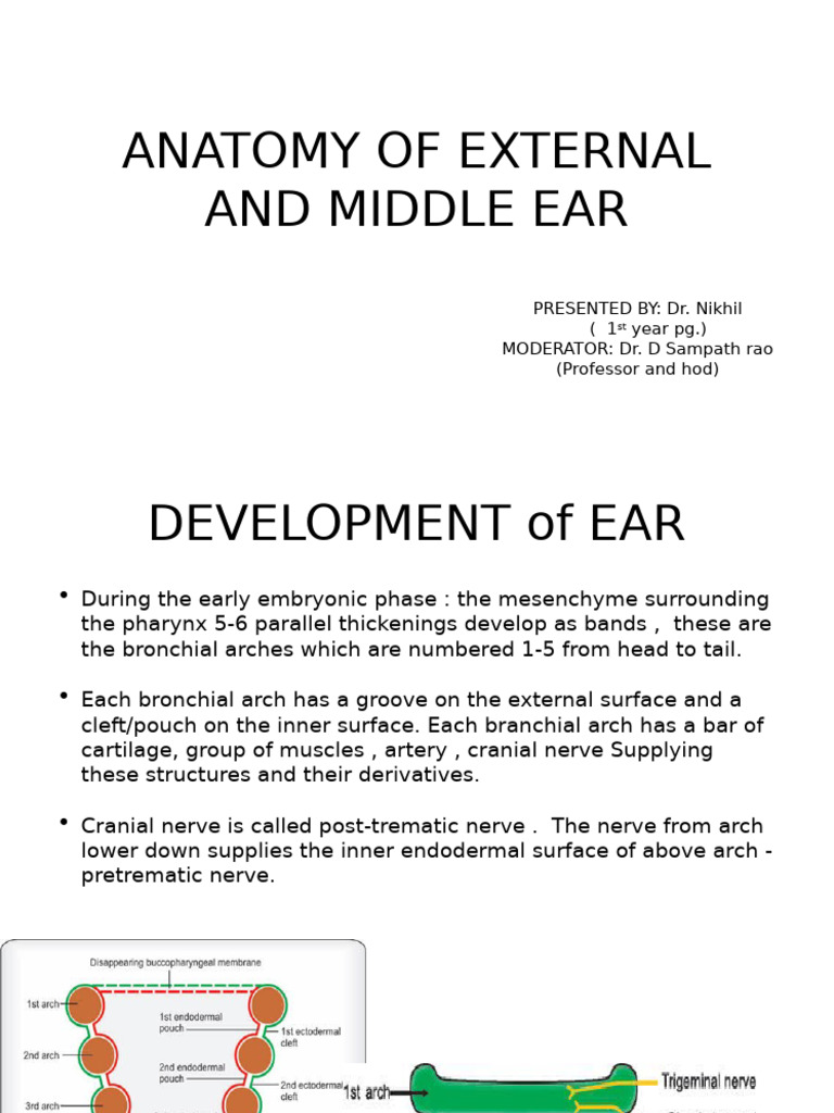 Anatomy of External and Middle Ear | PDF | Ear | Human Head And Neck
