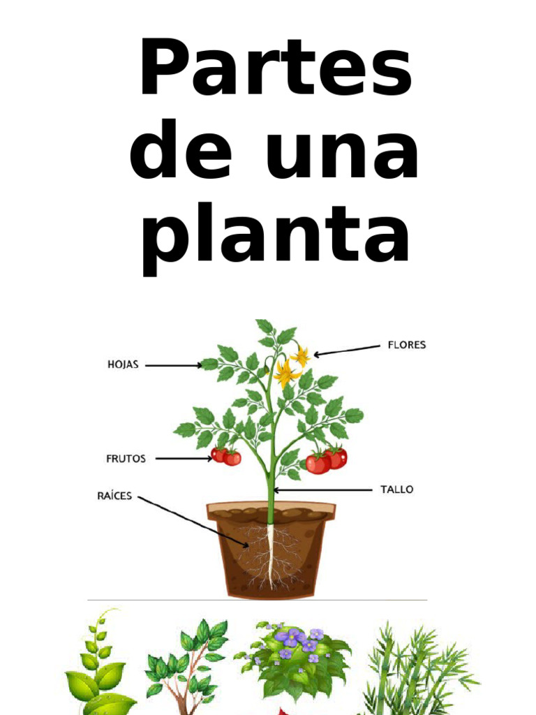 Partes de Una Planta | PDF