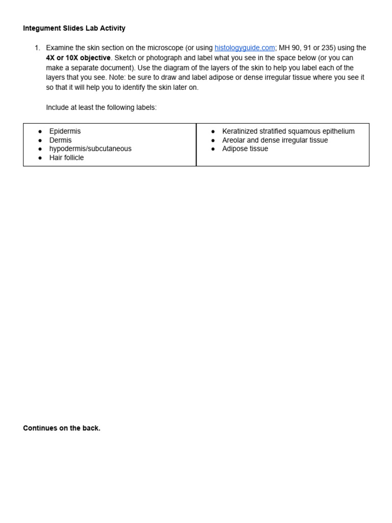 Integument Slides Lab Activity | PDF | Integumentary System | Epidermis