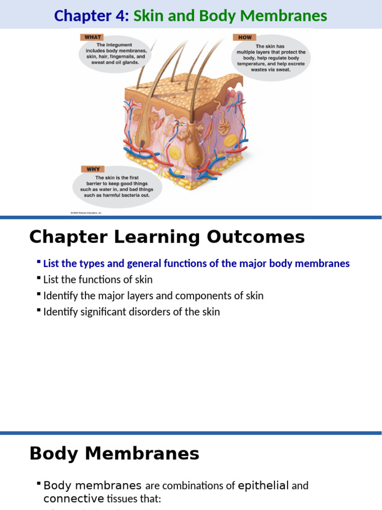 Chapter 4 Skin and Body Membranes TCC Bio 145 | PDF | Skin | Epidermis