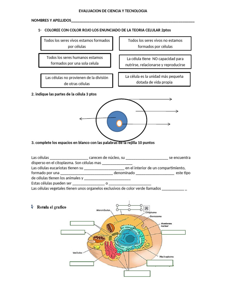Evaluación de Teoría Celular y Células | PDF | Biología Celular ...