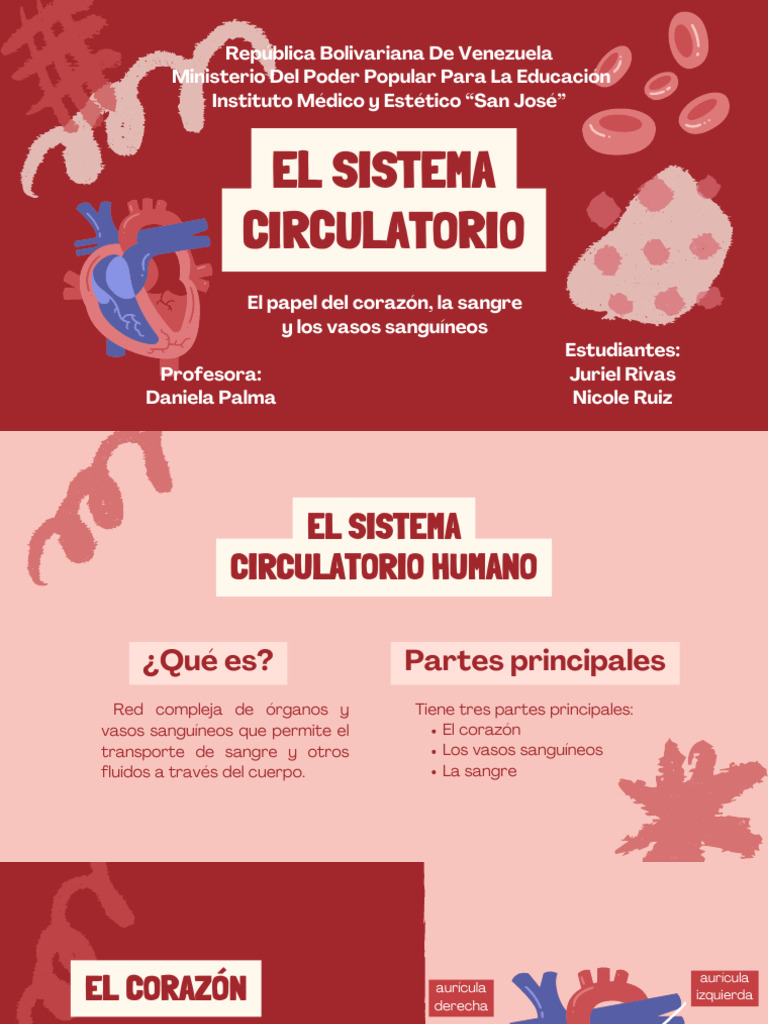 Presentación Educativa El Sistema Circulatorio en 0 Estilo Ligeramente ...