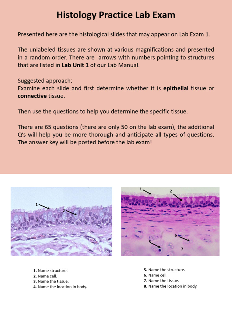 Histology Lab Exam Practice Slides | PDF | Tissue (Biology) | Chess Theory