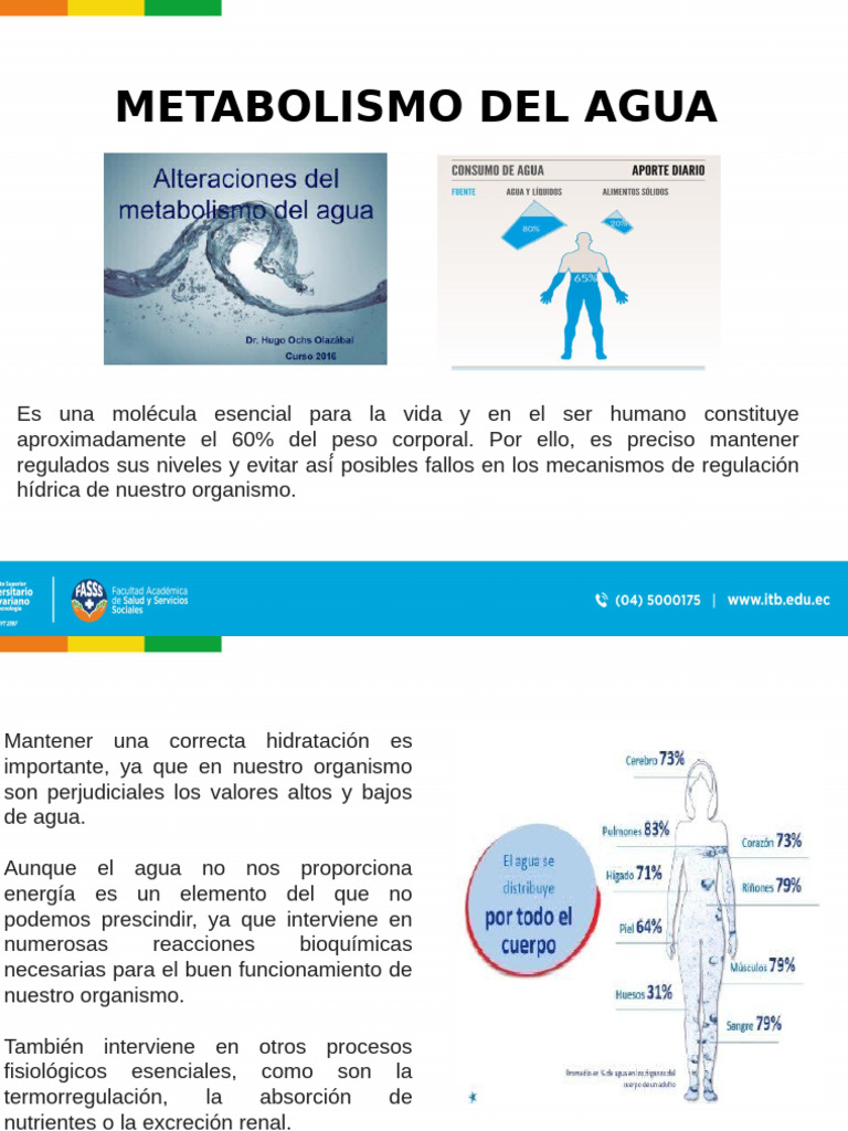 Importancia del Agua en el Metabolismo | PDF | Agua | Nutrientes