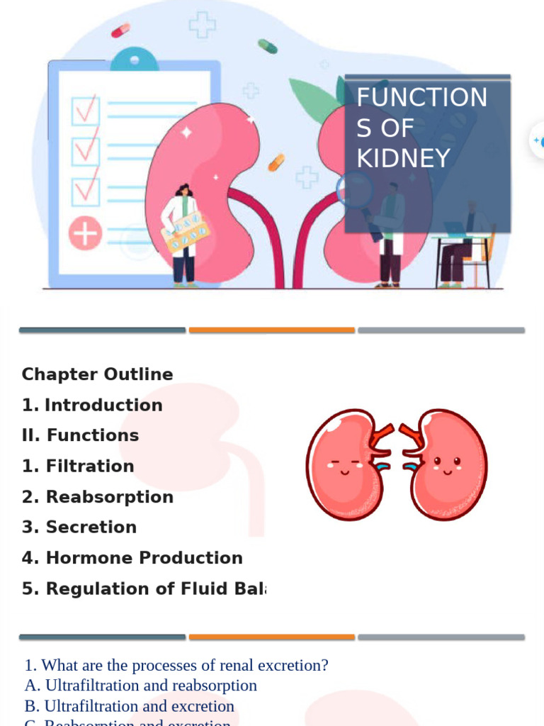 Kidney Functions: Filtration & Hormones | PDF | Kidney | Urinary System