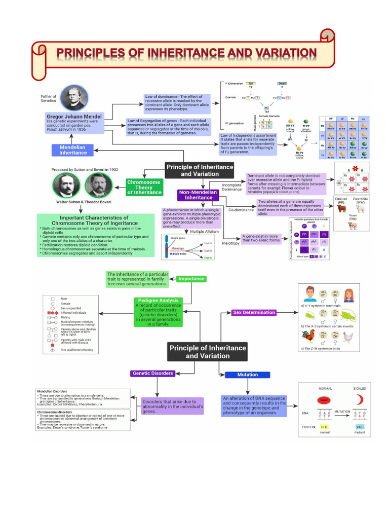Inheritance Patterns and Variations | PDF | Dominance (Genetics) | Zygosity