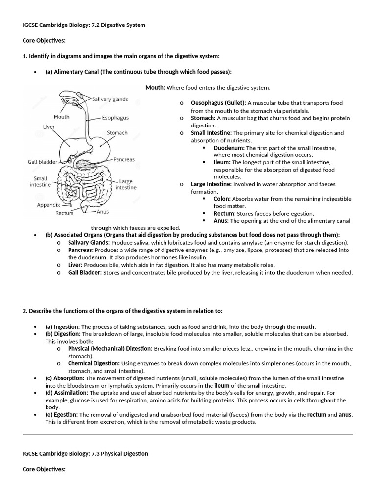 IGCSE Cambridge Biology | PDF | Digestion | Tooth