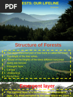 Layers of The Rainforest: Emergent | PDF