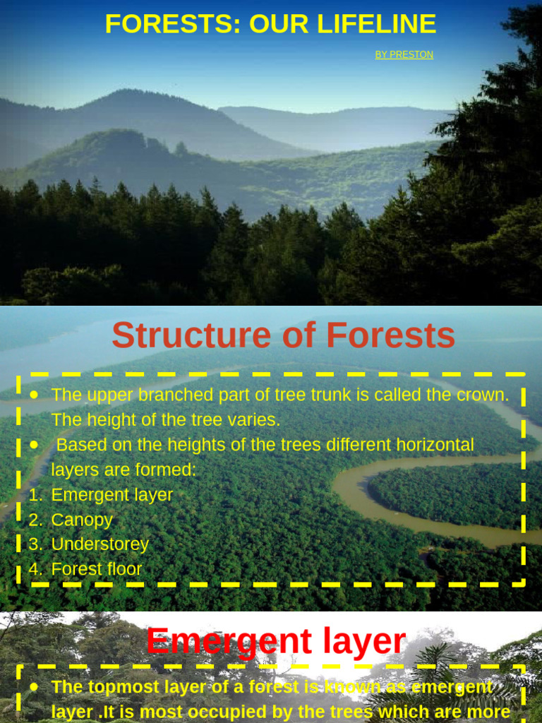 Forest Layers and Their Ecosystems | PDF