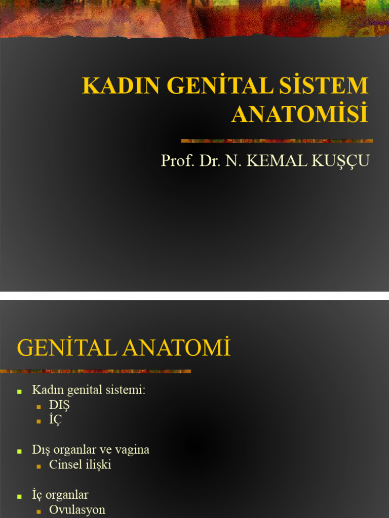 Pelvik Anatomi | PDF