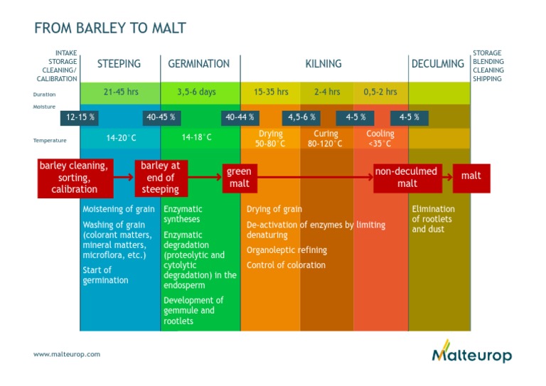Malting Process: Steeping to Kilning | PDF
