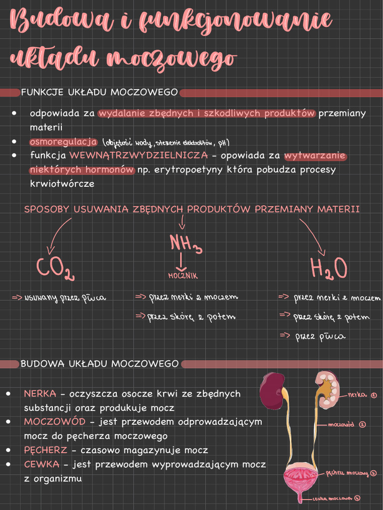 Budowa i Funkcjonowanie Układu Moczowego + Choroby | PDF