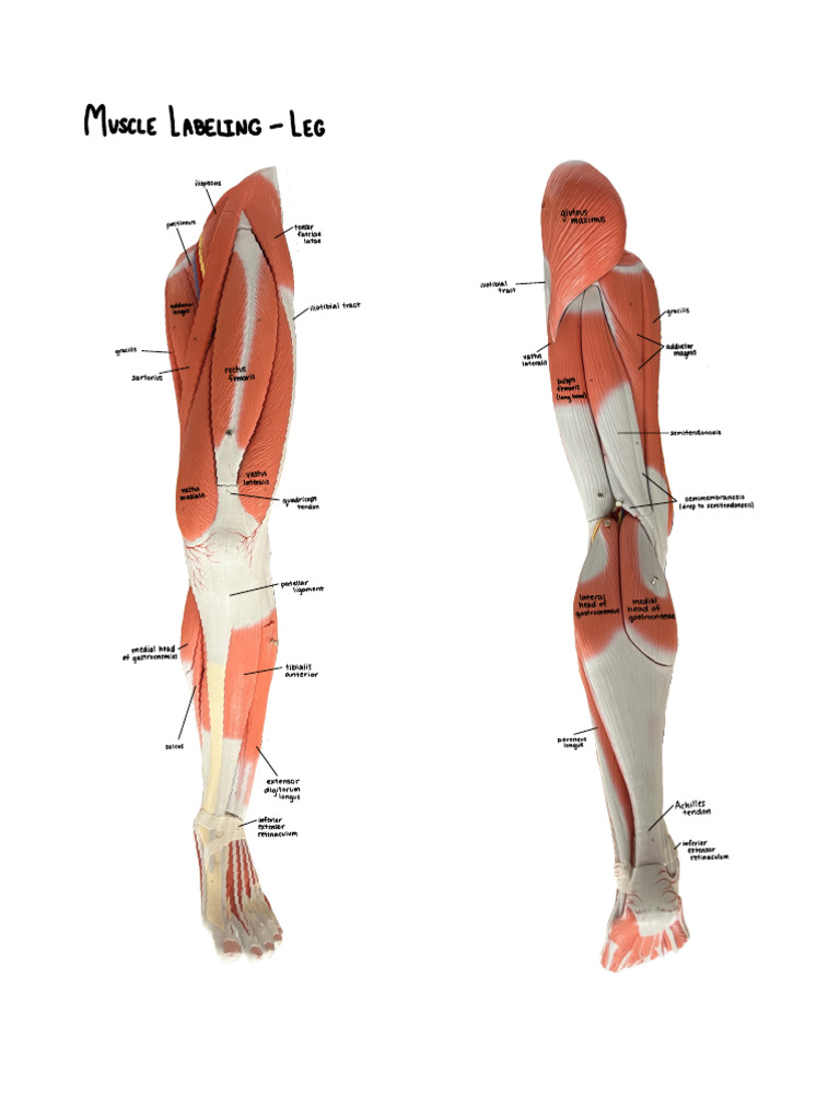Muscles of Lower Limb Labeled | PDF | Human Leg | Musculoskeletal System