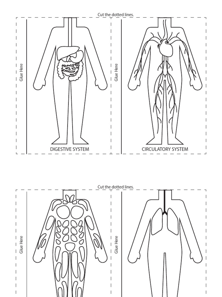 My6BodySystems 1 | PDF