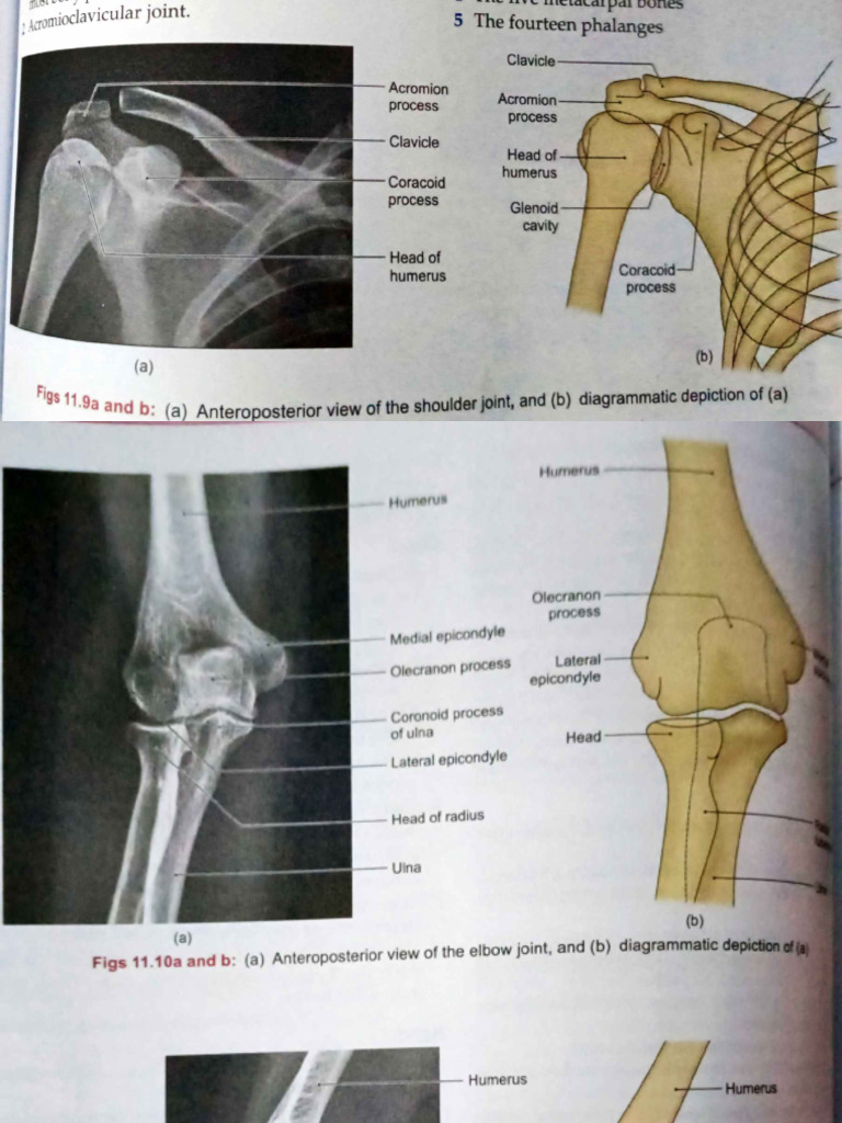 Anat Radiology | PDF