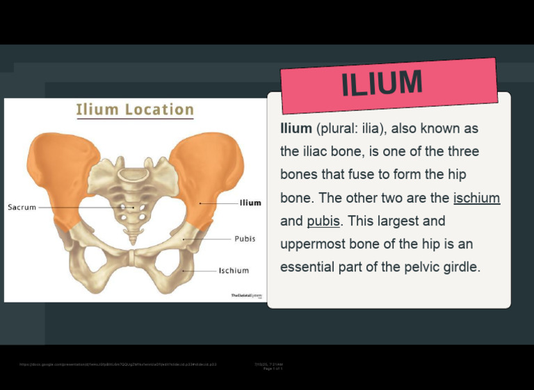 Overview of the Ilium in the Skeletal System | PDF