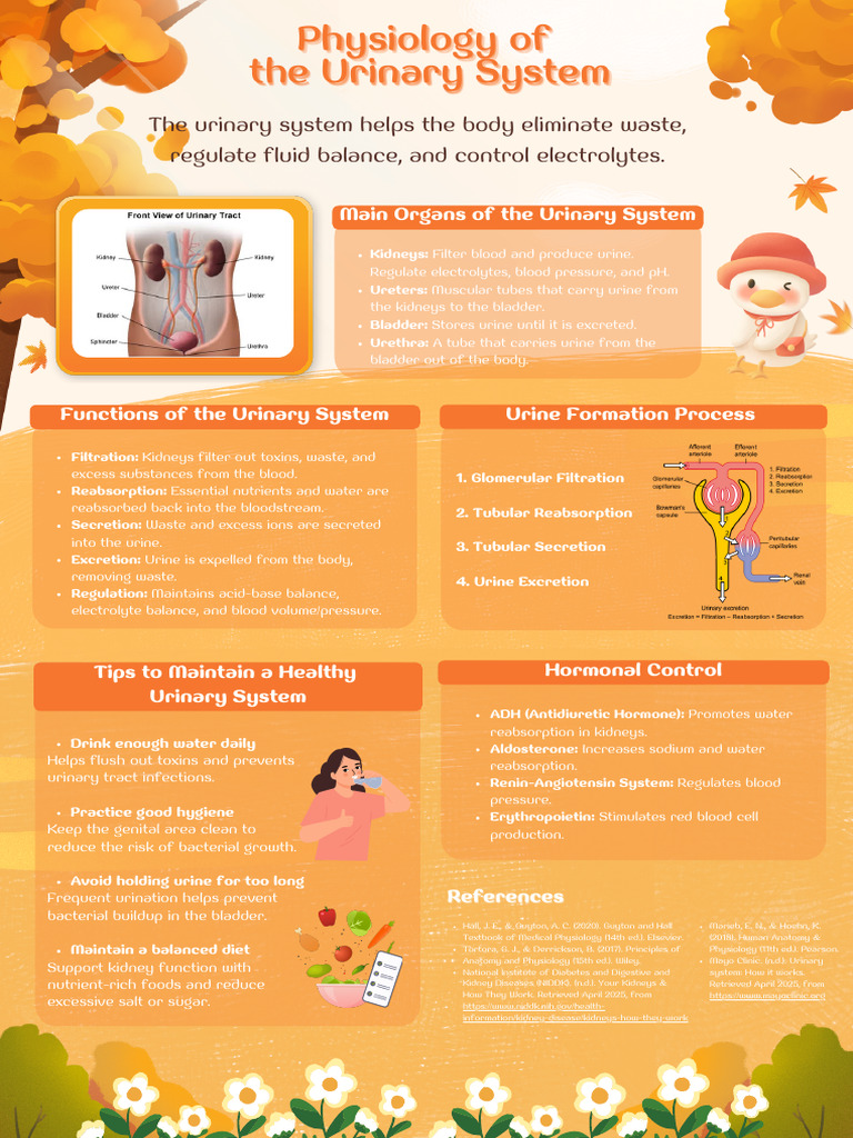 Functions and Health of the Urinary System | PDF | Urinary System | Kidney