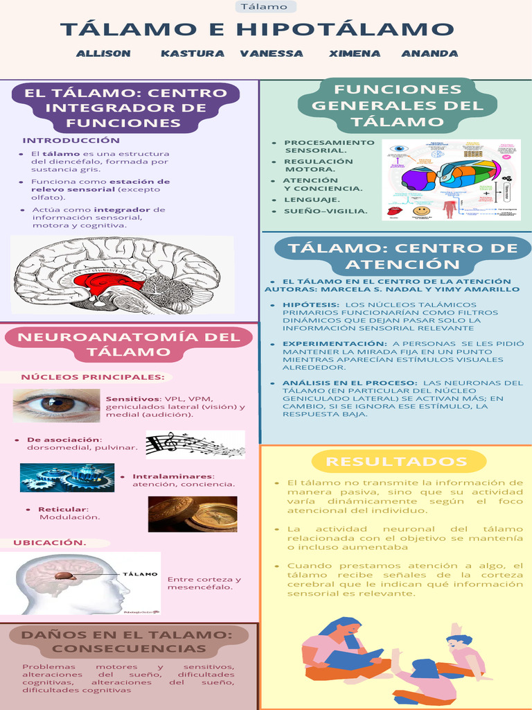 Tálamo e Hipotálamo - 20250903 - 084819 - 0000 | PDF | Tálamo | Hipotálamo