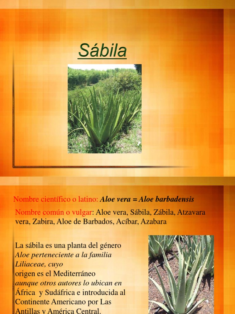 Sabila | PDF | Calcio | Hoja