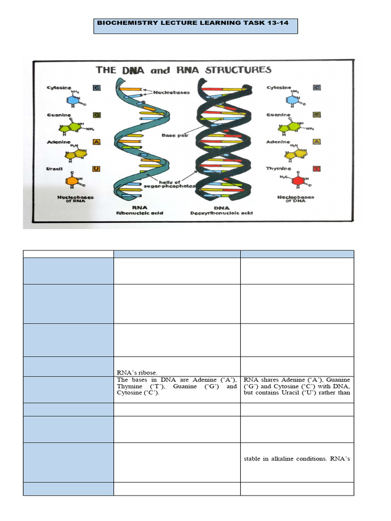 DNA vs RNA: Structure and Function | PDF | Dna | Rna