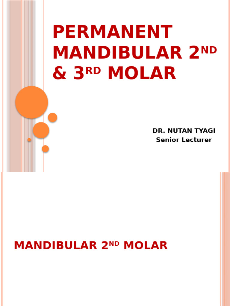 Mandibular 2nd & 3rd Molar Overview | PDF | Dental Anatomy | Dentistry