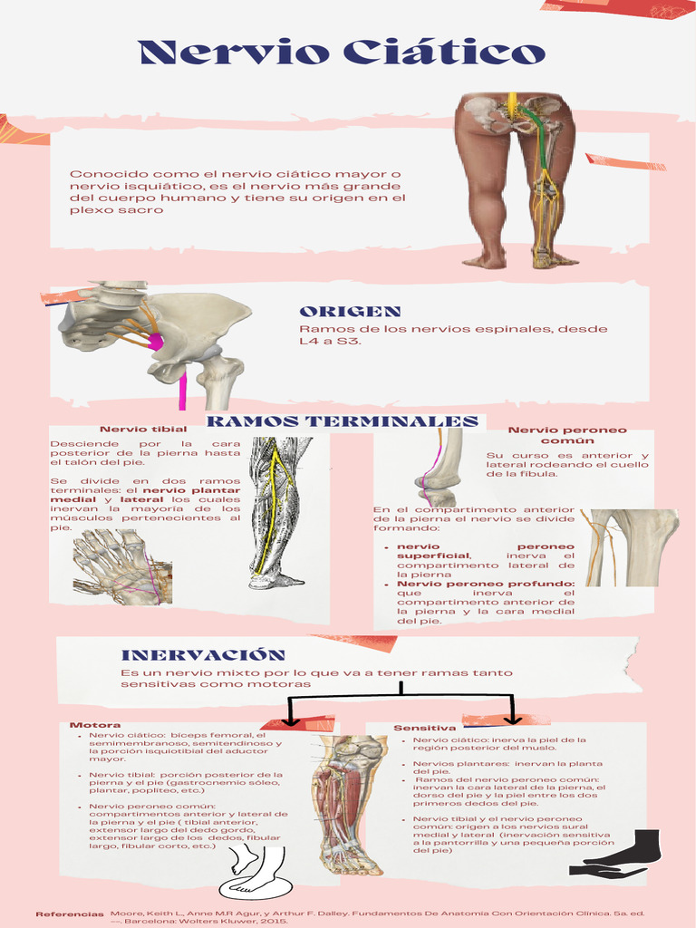 Nervio Ciatico | PDF | Sistema musculoesquelético | Extremidades (anatomía)