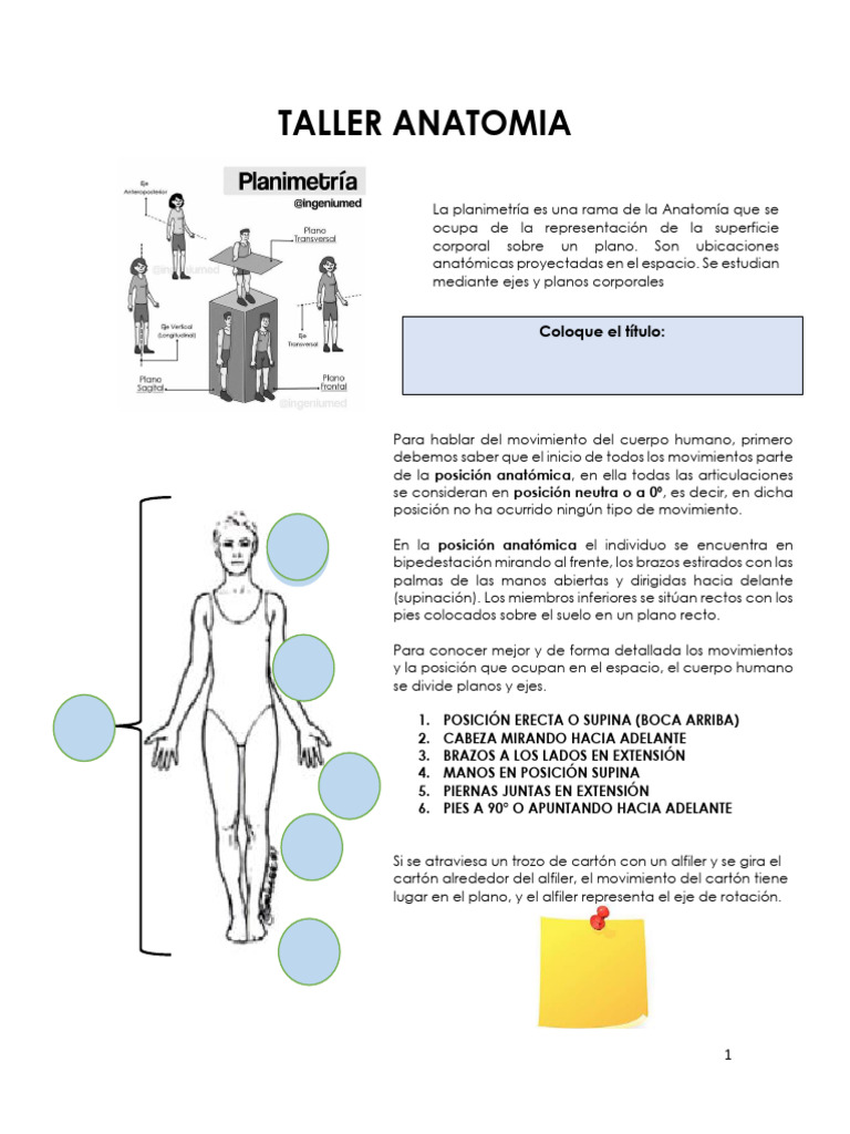 Anatomía: Planos, Ejes y Movimientos | PDF | Términos anatómicos de ...