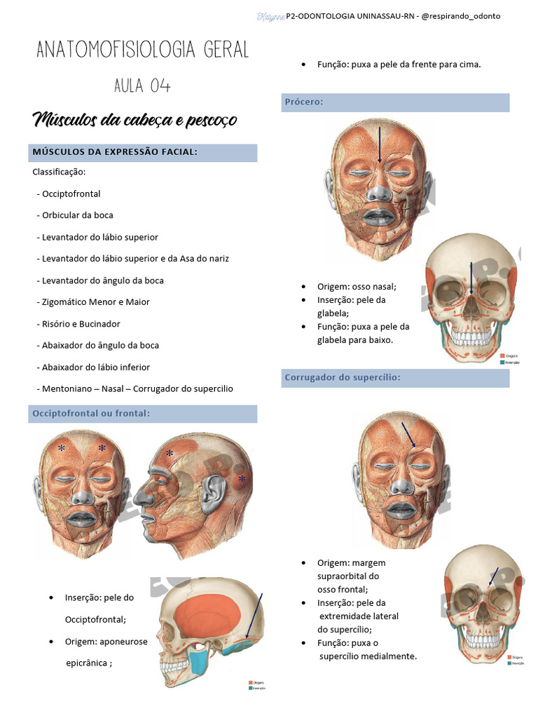 Músculos da Cabeça e Pescoço na Odontologia | PDF | Anatomia humana ...