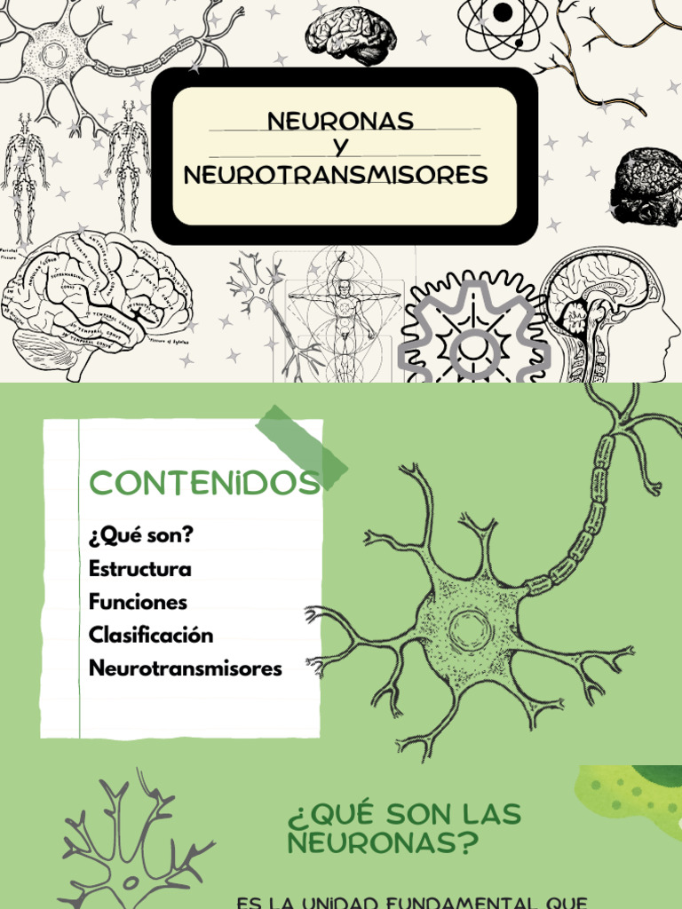 Neurona y Neurotransmisores 20241111 090024 0000 | PDF | Axon | Neurona