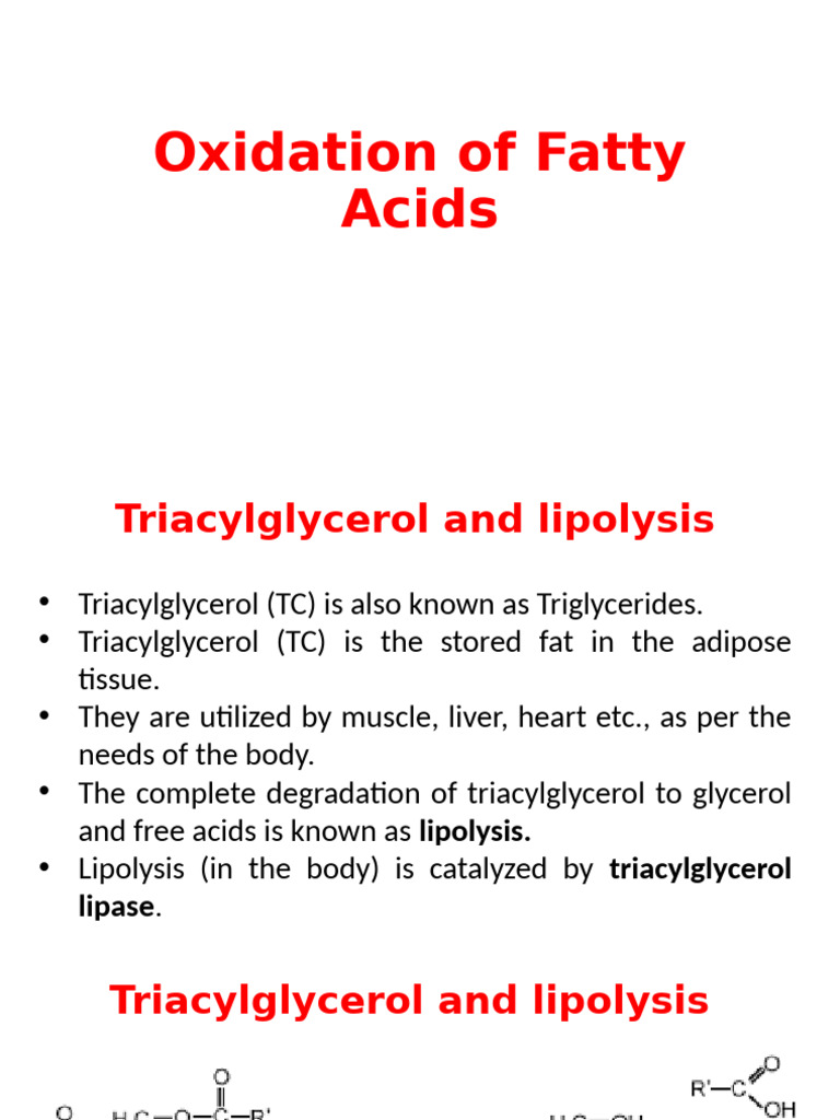 Oxidation of Fatty Acids | PDF | Triglyceride | Fatty Acid