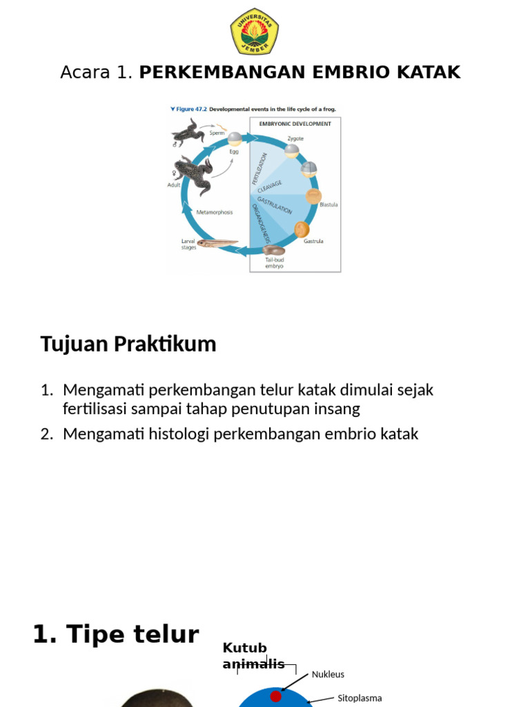Perkembangan Embrio Katak | PDF