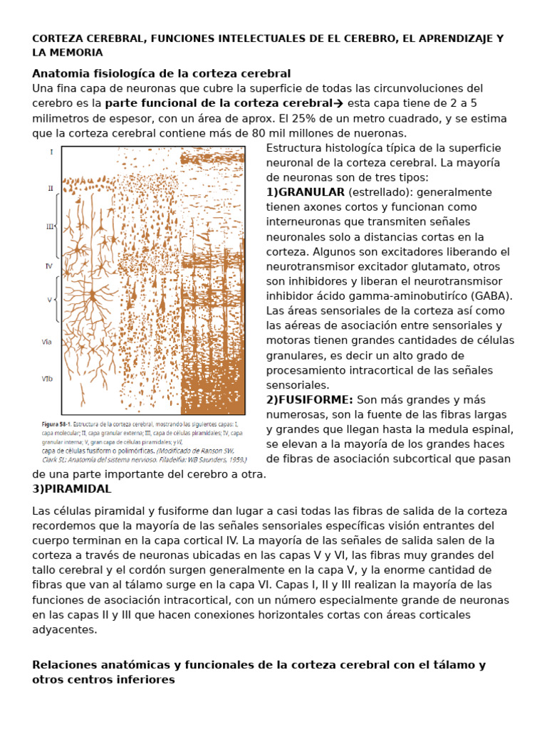Funciones y Estructura de la Corteza Cerebral | PDF | Sinapsis | Cerebro