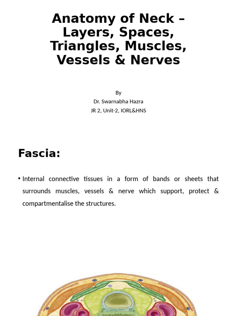 Anatomy of Neck - Layers J Spaces J | PDF | Common Carotid Artery | Neck
