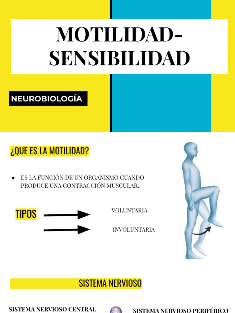 Definición y Tipos de Motilidad | PDF | Neurona motora | Sistema nervioso