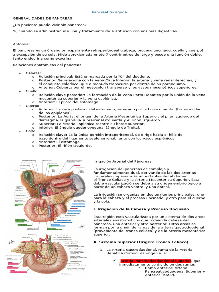 Anatomía y Función del Páncreas | PDF | Páncreas | Digestión