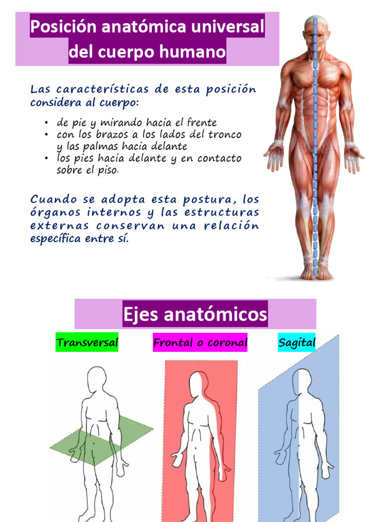 Ejes y Cavidades Anatomicas | PDF | Abdomen | Anatomía