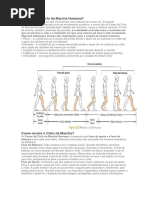 Fases da Marcha Humana e Seus Músculos | PDF